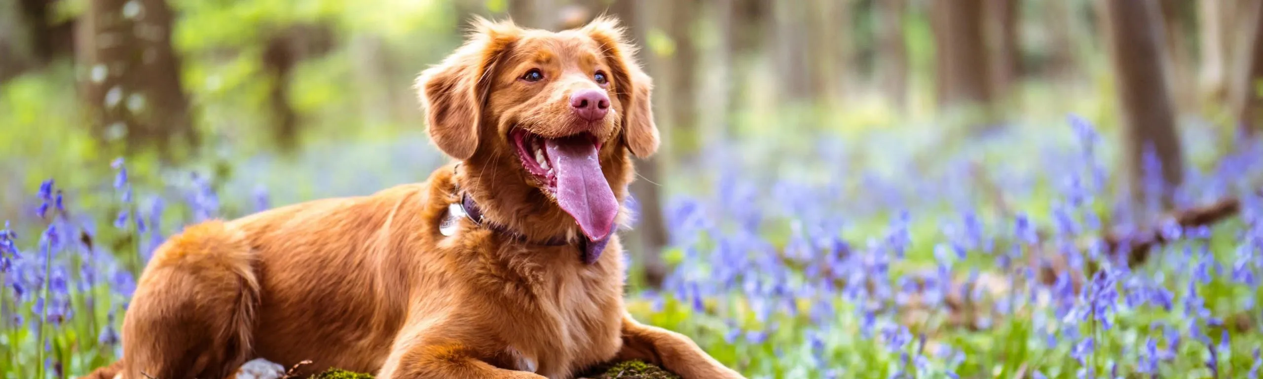 Urlaub mit Hund - Urlaub mit Hunde | Pamela Weber - Waidring